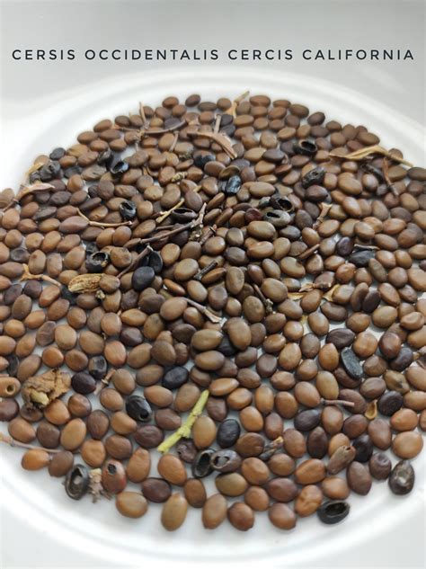 Semillas De Cersis Occidentalis Redbud California 寿bonsai Biloba MÉxico寿