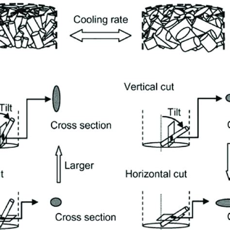 Schematic View Of Vertical And Horizontal Cross Sections Of Samples