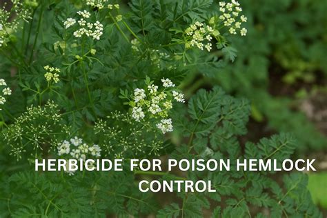 Poison Hemlock Control အတွက် ထိရောက်သောပေါင်းသတ်ဆေး Pomais စိုက်ပျိုးရေး