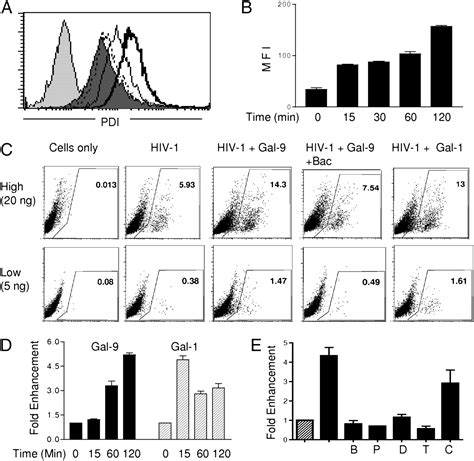 Galectin 9 Binding To Cell Surface Protein Disulfide Isomerase Regulates The Redox Environment