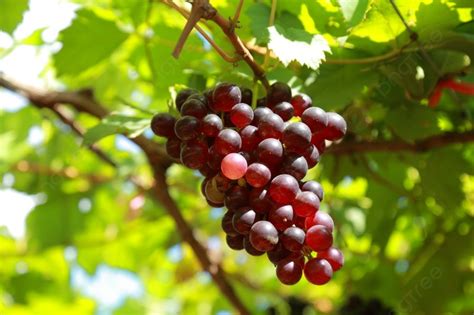 화창한 날 포도원의 포도 사진 배경 및 무료 다운로드를위한 그림 Pngtree