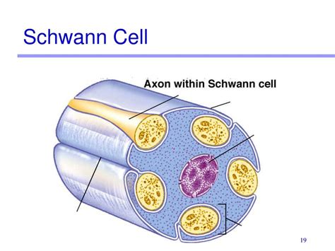Ppt Neuron Powerpoint Presentation Free Download Id1171713