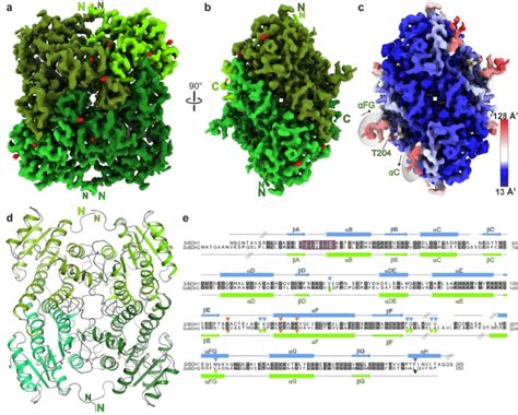 Cryo Em Structure Of Sobdh2 A Tetrameric Assembly Of Sobdh2 Density Download Scientific