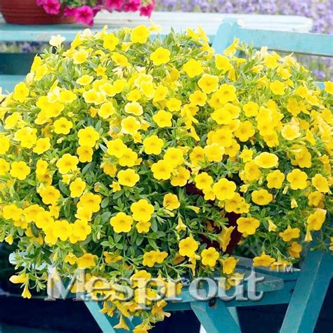 Calibrchoa Million Bells Annual Flower Seed Vary Colors 100pcs Autumn