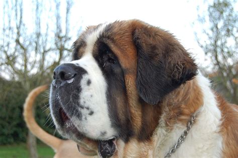 Nice Head St Bernard Dogs St Bernard Puppy Saint Bernard Dog