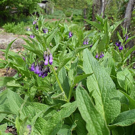Comfrey Common Plants For Sale Symphytum Officinale Comfrey