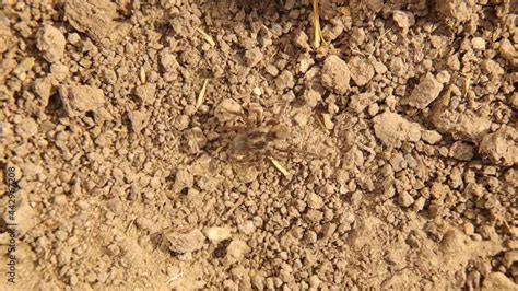 European Water Spider Carries An Egg Sac By Its Fangs Camouflaged