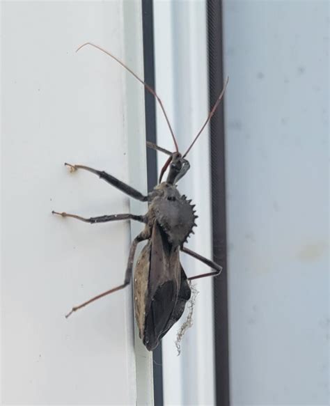 Another Wheel Bugassassin Beetle Rwhatisthisbug