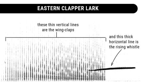 Clapping And Flapping