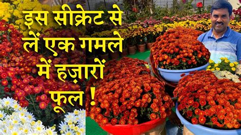 इस सीक्रेट तरीक़े से एक ही गमले में आएँगे हज़ारों गुलदाउदी के फूल
