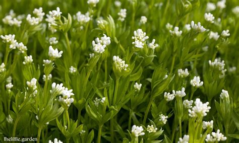28 Of The Best Evergreen Ground Cover For Shade And Full Sun Year