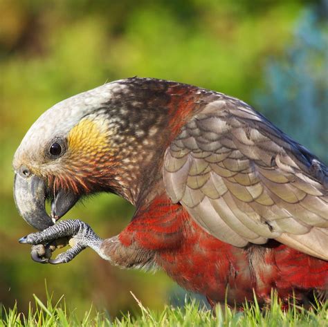 Cleaned Training Labels 21 23 For Birdclef2023 Kaggle