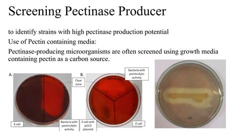 Pectinolytic Enzymes Like Pectinasepptx