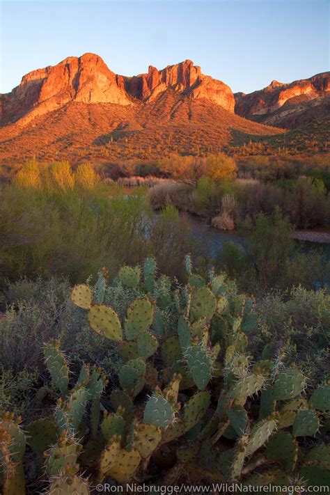 Salt River Tonto National Forest Arizona Photos By Ron Niebrugge