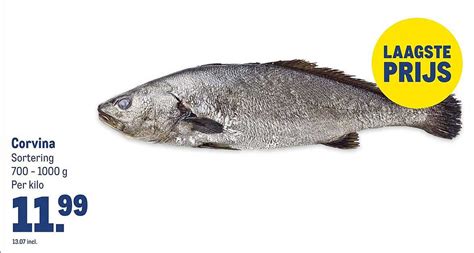 Corvina Aanbieding Bij Makro Folderfeestnl