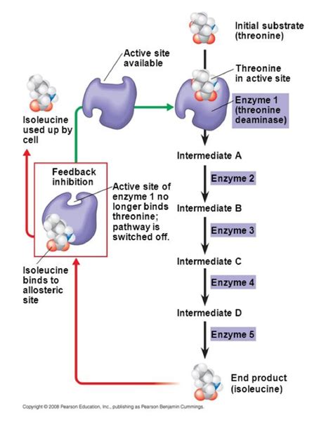 8 1 Metabolism Hl Biology 2016