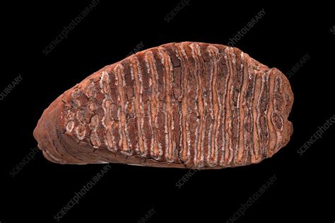 Mammoth Tooth Fossil Stock Image C013 6860 Science Photo Library