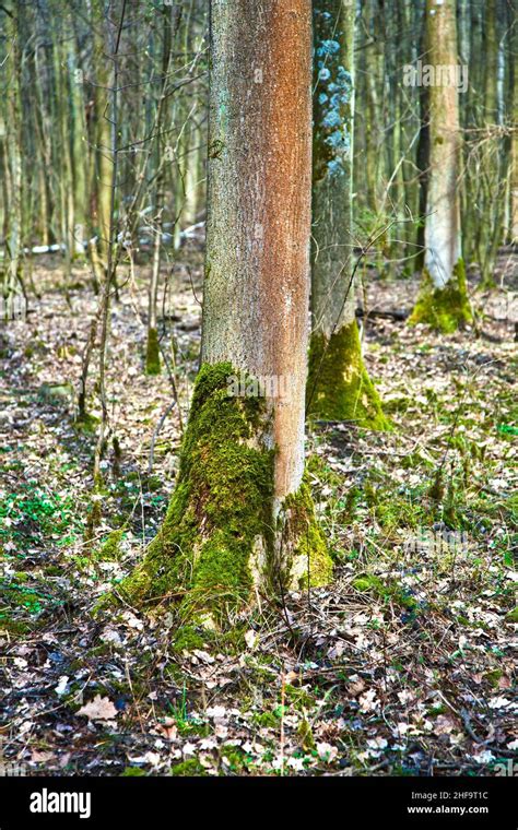 Stump Of Tree With Moss In Forest Stock Photo Alamy