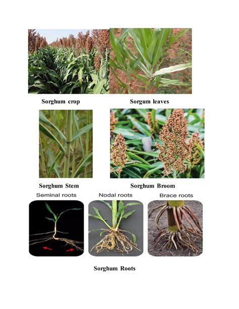 Crop Agronomy Identification And Disease Identification PDF