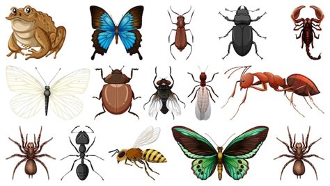 Free Vector Set Of Different Insects Living In The Garden Background