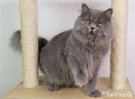 英短猫包括蓝猫，蓝白，金渐层，银渐层 知乎