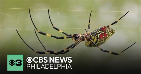 Venomous Flying Joro Spiders Are Making Their Way Up The East Coast