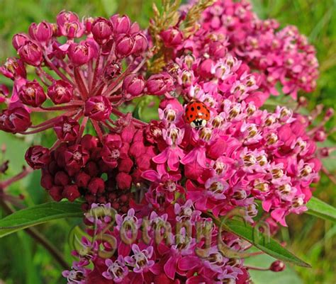 Asclepias Incarnata And Ladybug Botanically Inclined Seed Adventures