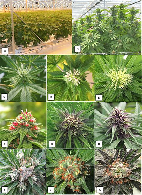 Difference Between Male And Female Weed Plants