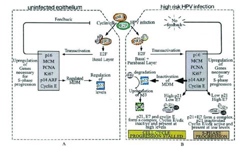 Effect Of High Risk Hpv On Cell Cycle Download Scientific Diagram