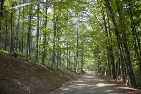 Община Берковица Пътят за зона Ком ще бъде затворен за ремонт
