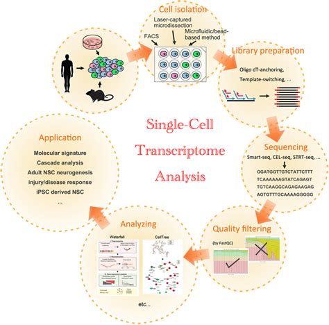 Methods And Applications Of Scrna Seq Analysis Download Scientific Diagram