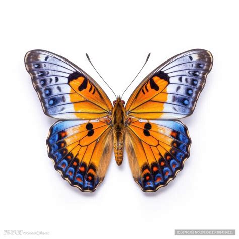 蝴蝶摄影图 昆虫 生物世界 摄影图库 昵图网