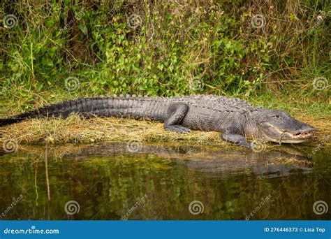 Happy Alligator On Land Stock Image Image Of Water 276446373