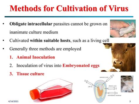 Cultivation Of Viruses Pptx Infectious Diseases Diseases And