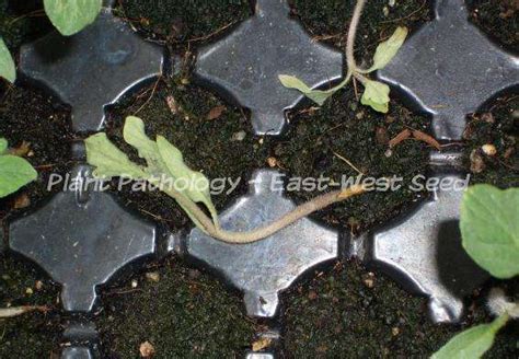 Ews Plant Doctor Damping Off