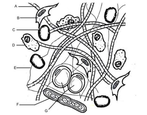 Connective Tissue Matrix Quiz