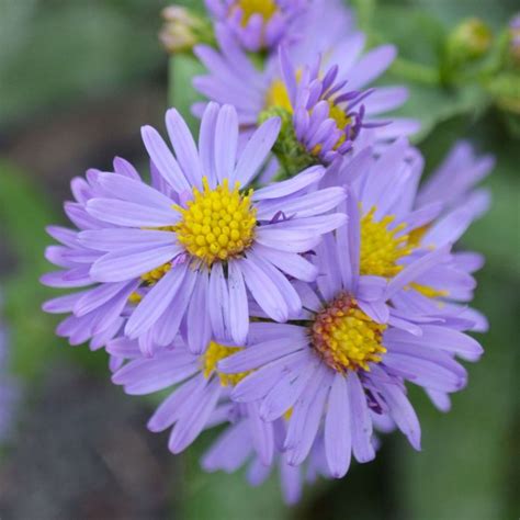 Aster Smooth Aster Minnesota Native Gertens Garden Center