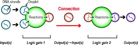Dna Logic Gate Compartmentalization Into A Droplet And Connection Of