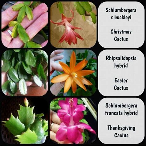 Christmas Cactus Versus Thanksgiving Cactus Differences Between