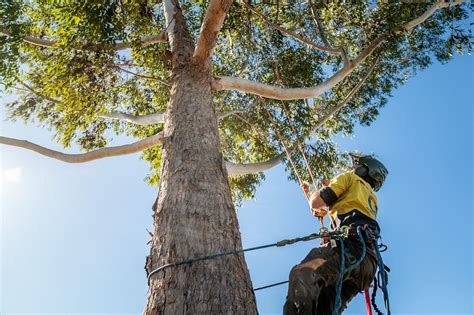 Understanding The Difference Between Tree Lopping And Tree Pruning