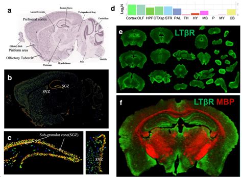 Extensive Expression Of Ltβr Mrna A D And Protein E F In Mouse
