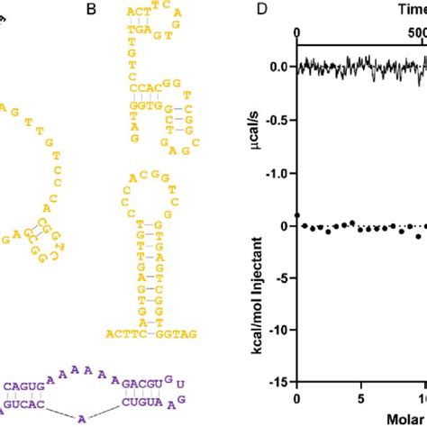 Secondary Structures Of The A Full Length 80 Mer Cap Aptamer And B