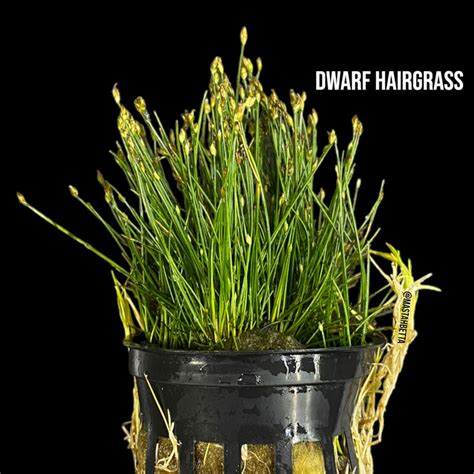 Mini Dwarf Hairgrass — Mastah Betta
