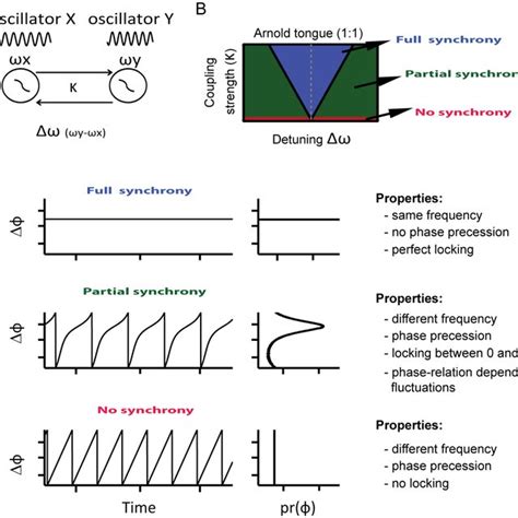 Basic Properties Of Oscillatory Phase Synchronization A The Download Scientific Diagram