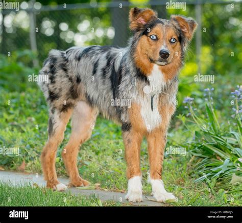 Beautiful Blue Eyed Tri Color Merle Australian Shepherd Shepard Aussie