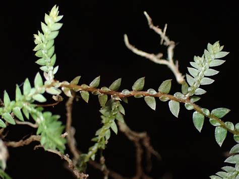 Selaginella Biformis Selaginellaceae
