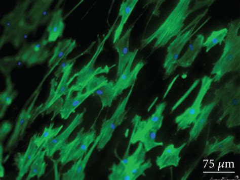 F Actin Labeled With Alexa488 Phalloidin And Nucleus Labeled With
