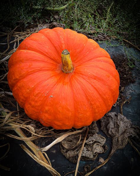A Complete Guide To The Most Common Types Of Pumpkins