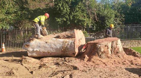 How To Remove A Tree With Roots Effective Techniques