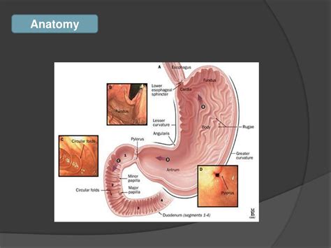 PPT BARIUM MEAL PowerPoint Presentation Free Download ID 2029449